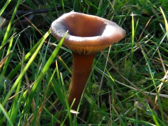 The Goblet - Wild Food UK