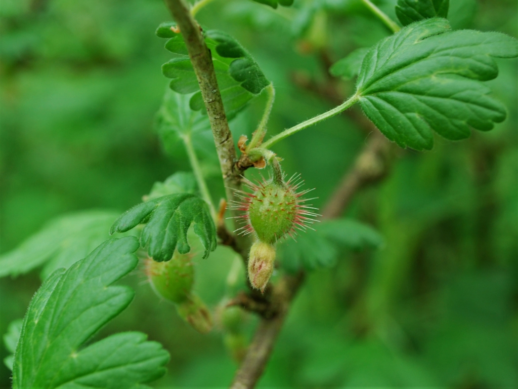 Wild Gooseberry - Wild Food UK