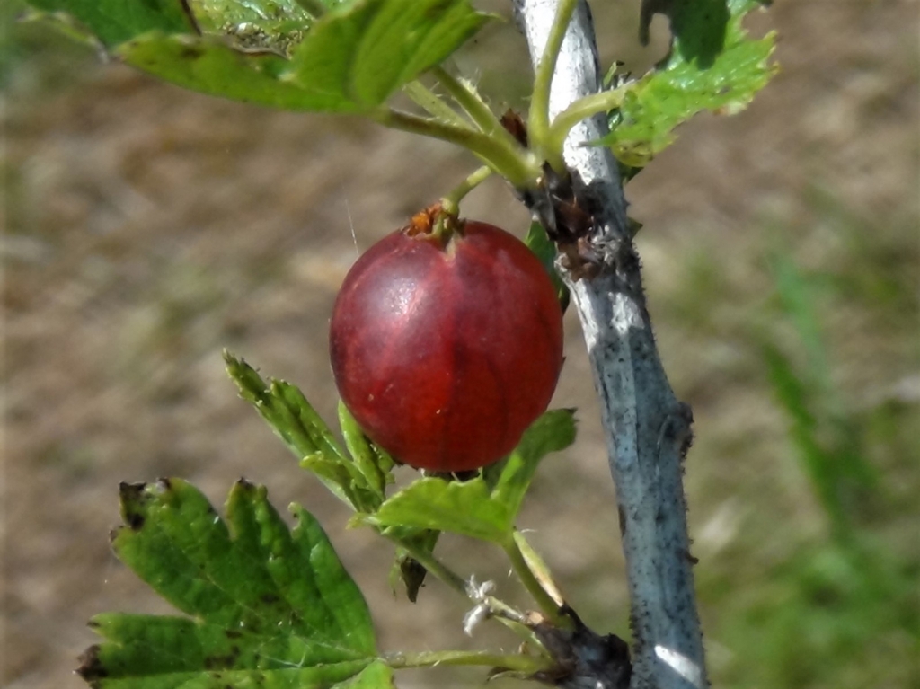 Wild Gooseberry - Wild Food UK