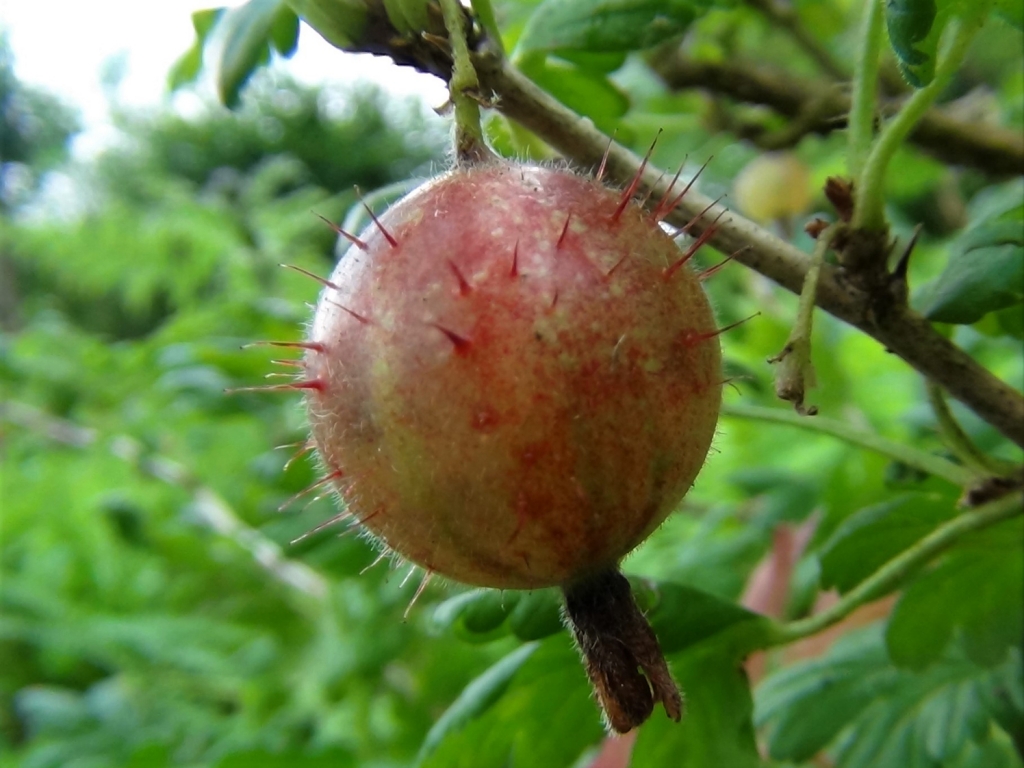 Gooseberry Traybake - Wild Food UK