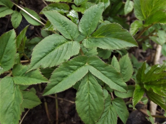 Ground Elder - Wild Food UK