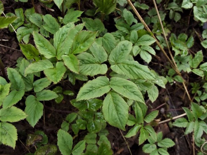 Ground Elder - Wild Food UK