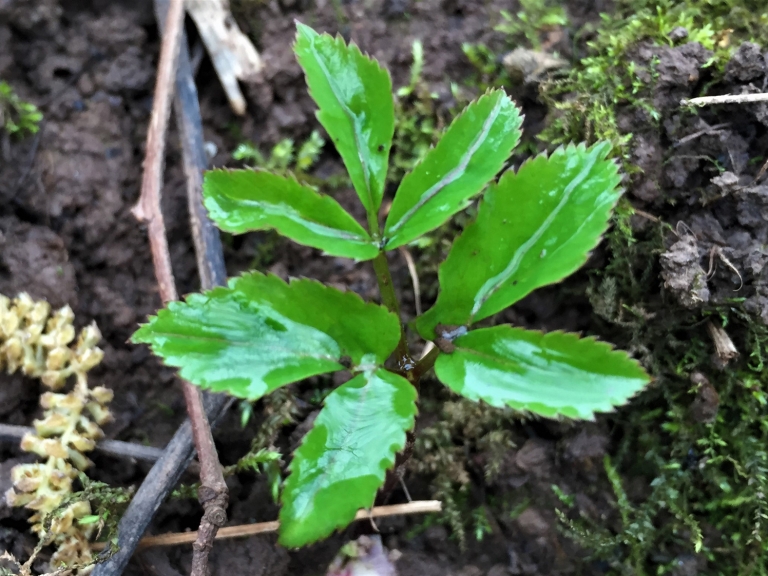 Ground Elder, Goutweed, Bishops Weed, Aegopodium podagraria