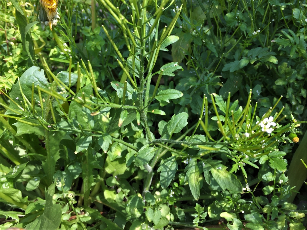 Hairy Bittercress - Wild Food UK