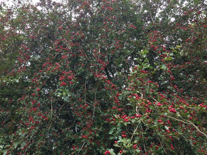 Hawthorn - Wild Food UK