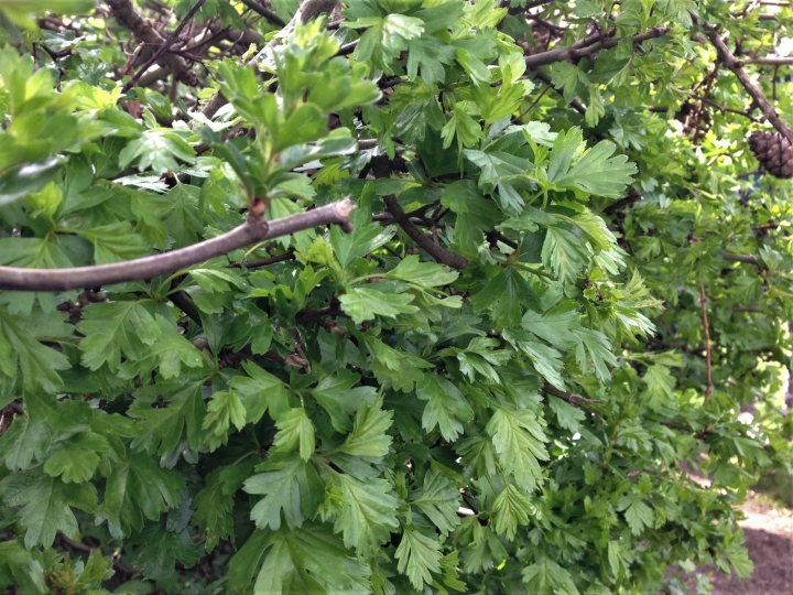 Hawthorn - Wild Food UK