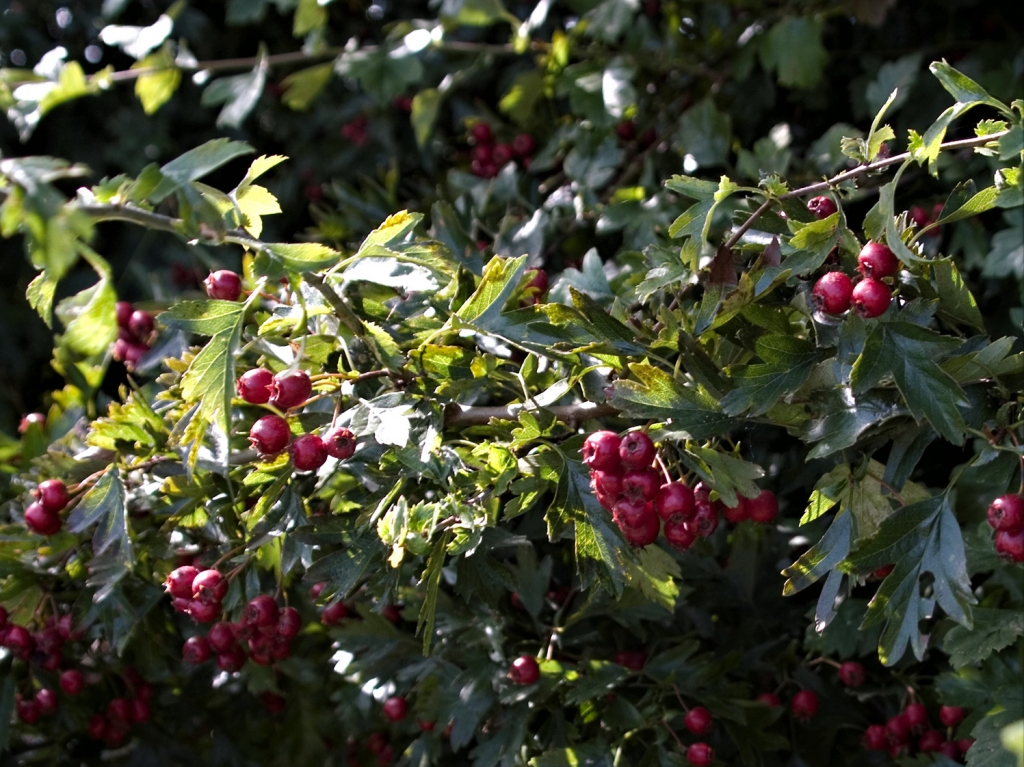 Hawthorn Ketchup - Wild Food UK