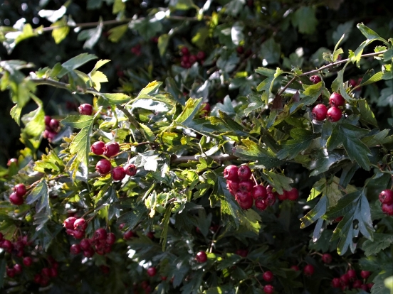 Hawthorn - Wild Food UK