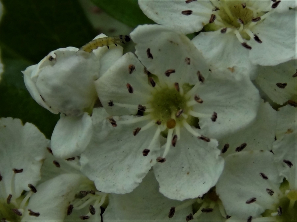 Hawthorn - Wild Food UK