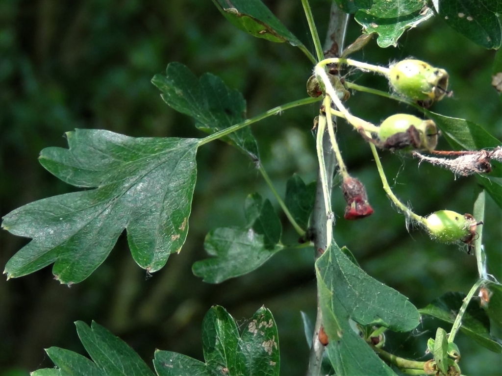 Hawthorn - Wild Food UK
