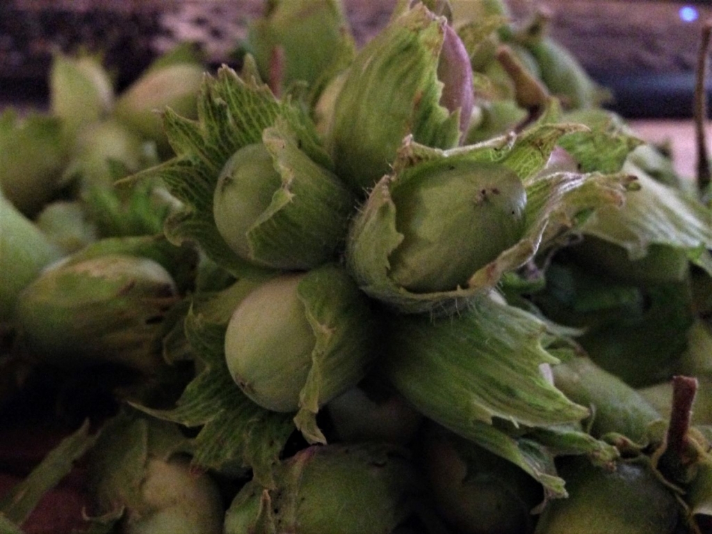 Hazel - Wild Food UK