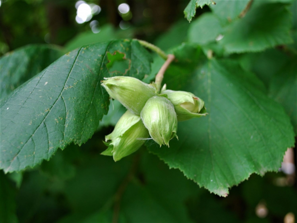 Hazel - Wild Food UK
