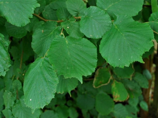 Hazel - Wild Food UK