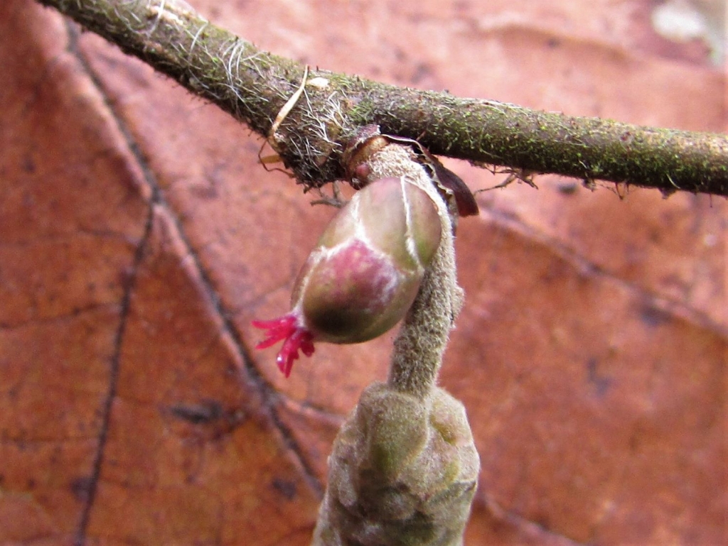 Hazel - Wild Food UK