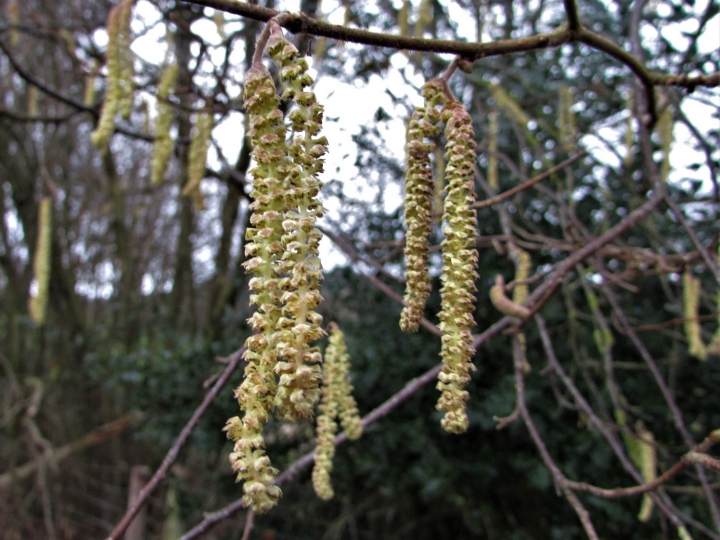 Hazel - Wild Food UK