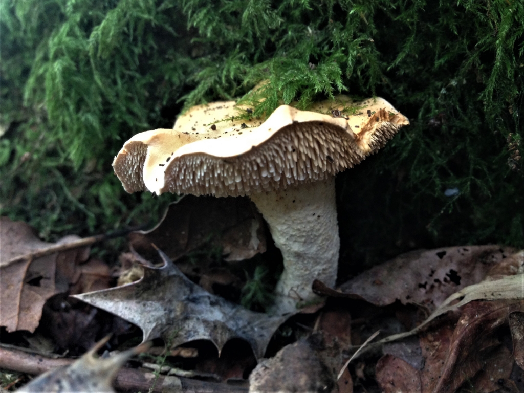 Hedgehog Fungus - Wild Food UK