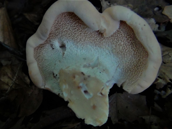 Hedgehog Fungus