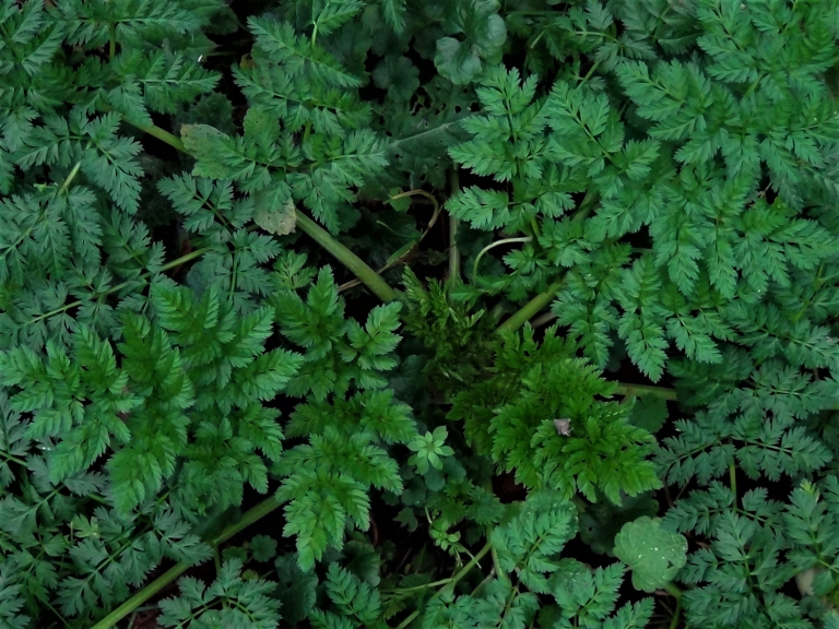 Hemlock - Wild Food UK