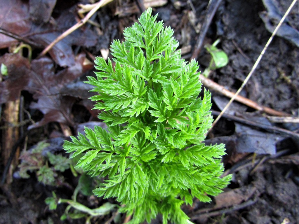 Hemlock - Wild Food UK