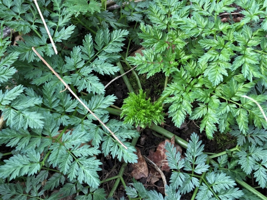 Hemlock - Wild Food UK