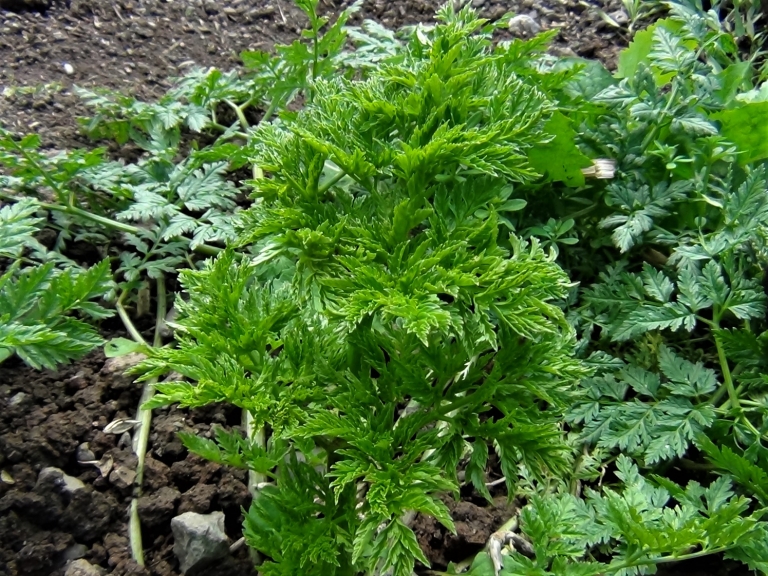 Hemlock - Wild Food UK