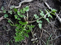 Hemlock Water Dropwort, Oenanthe crocata