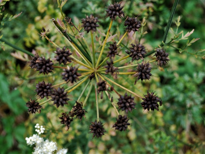 Hemlock Water Dropwort - Wild Food UK