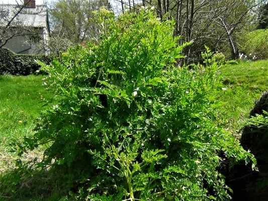 Hemlock Water Dropwort - Wild Food UK