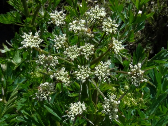 Hemlock Water Dropwort - Wild Food UK