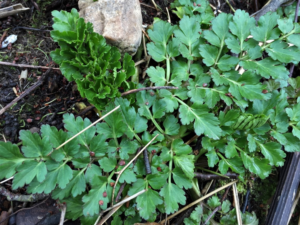 Hemlock Water Dropwort - Wild Food UK