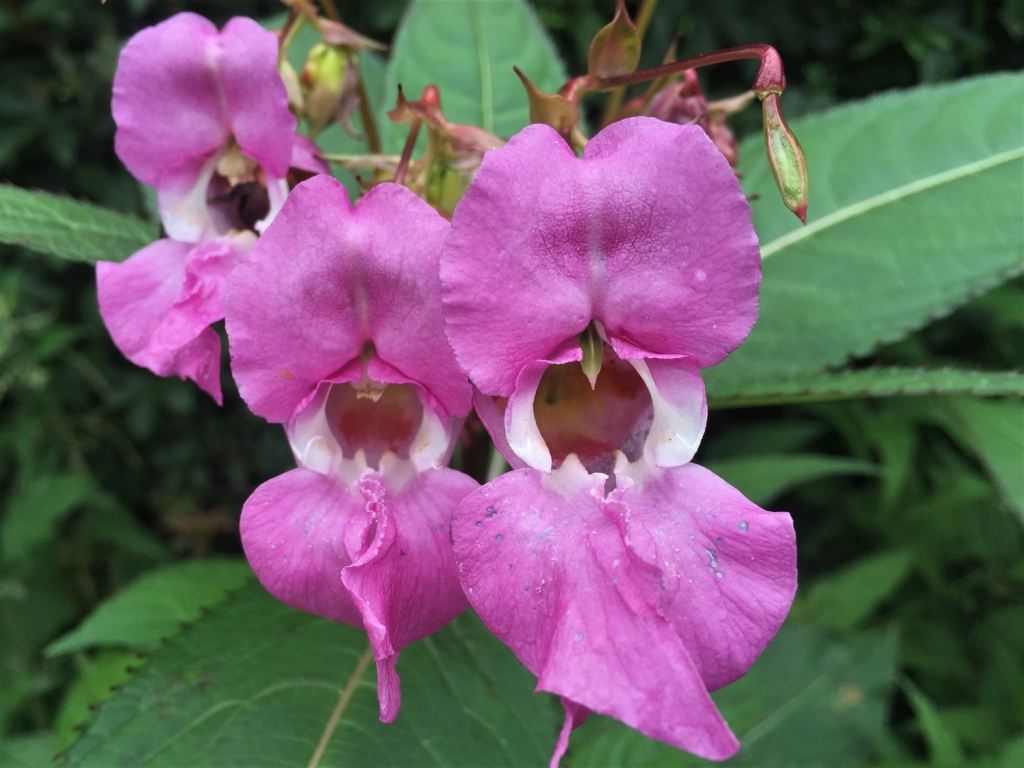Himalayan Balsam Gin - Wild Food UK