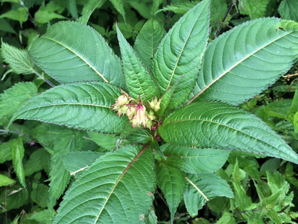 Himalayan Balsam - Wild Food UK