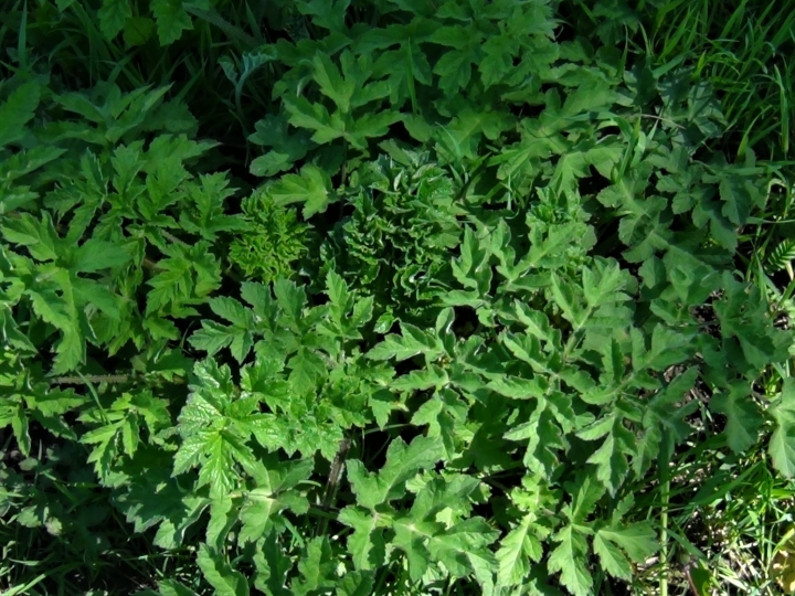 Hogweed - Wild Food UK