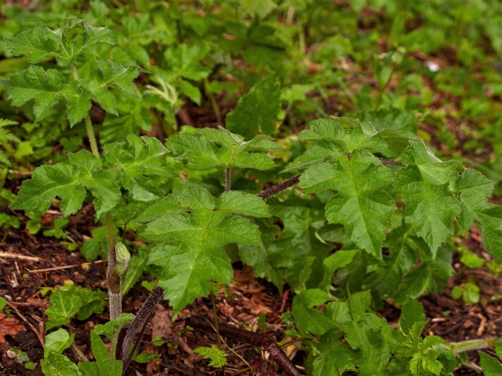 Hogweed - Wild Food UK