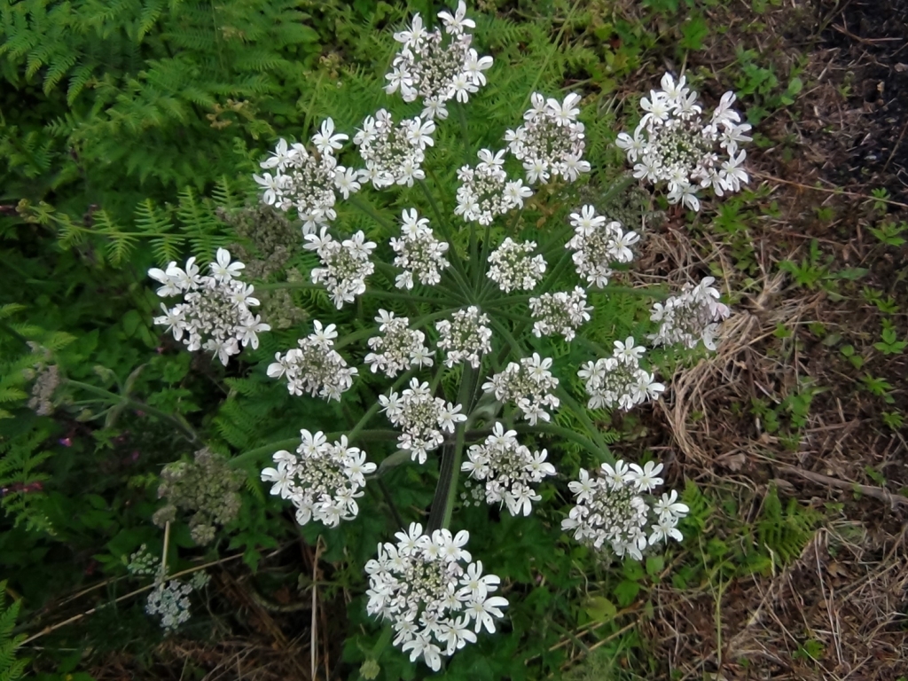 Hogweed - Wild Food UK