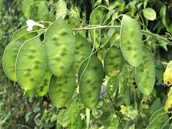 Honesty - Wild Food UK
