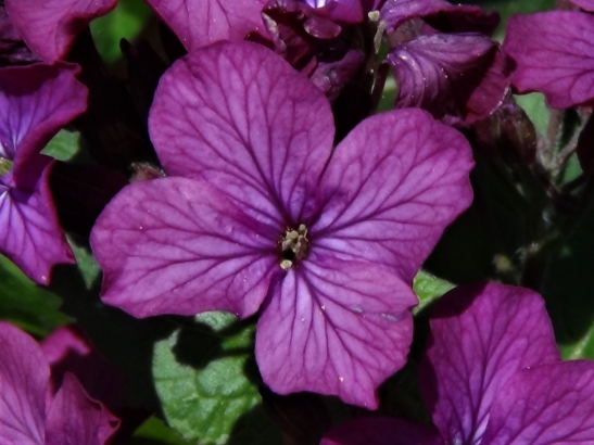 Honesty - Wild Food UK