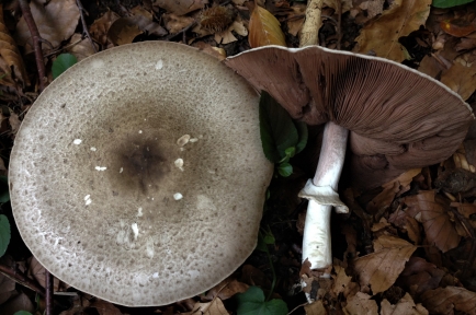 Wild UK Mushrooms (Fungi): Guide to Identification & Picking