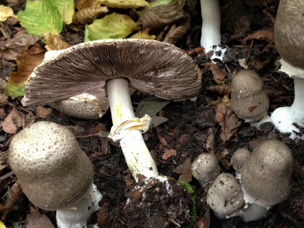 Inky Mushroom - Wild Food UK