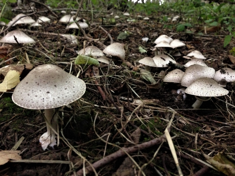 Inky Mushroom - Wild Food UK