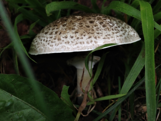 Inky Mushroom - Wild Food UK