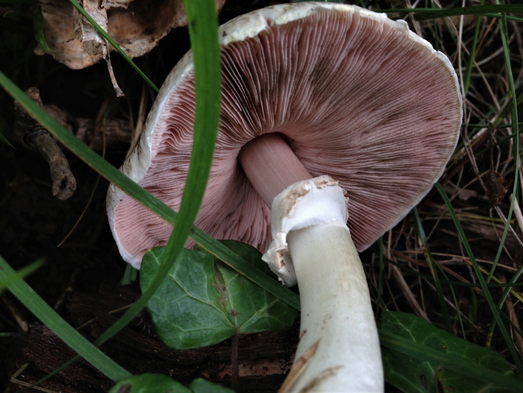 Inky Mushroom - Wild Food UK