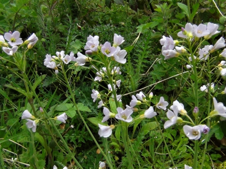 Lady’s Smock - Wild Food UK