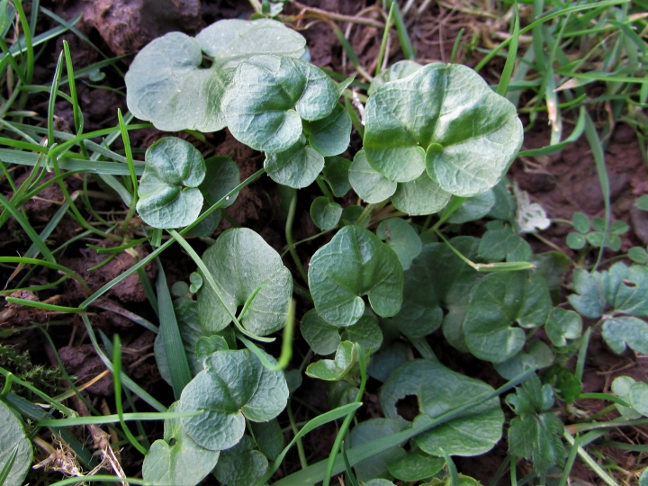 Lady’s Smock - Wild Food UK