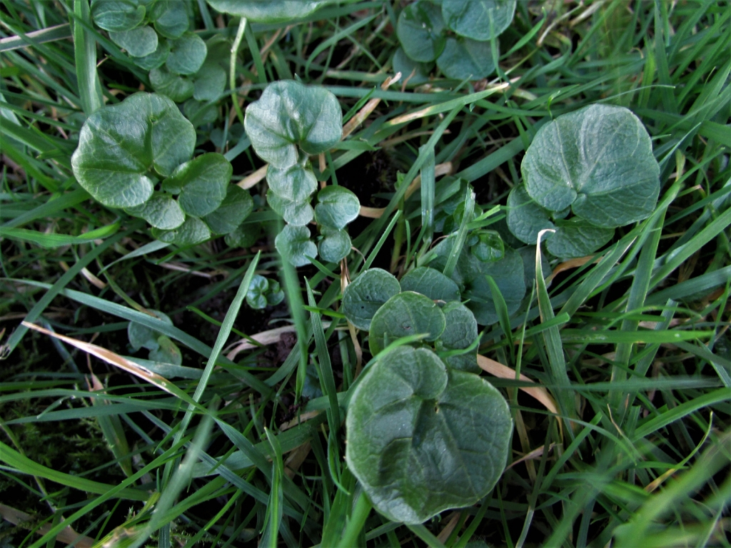 Lady’s Smock - Wild Food UK