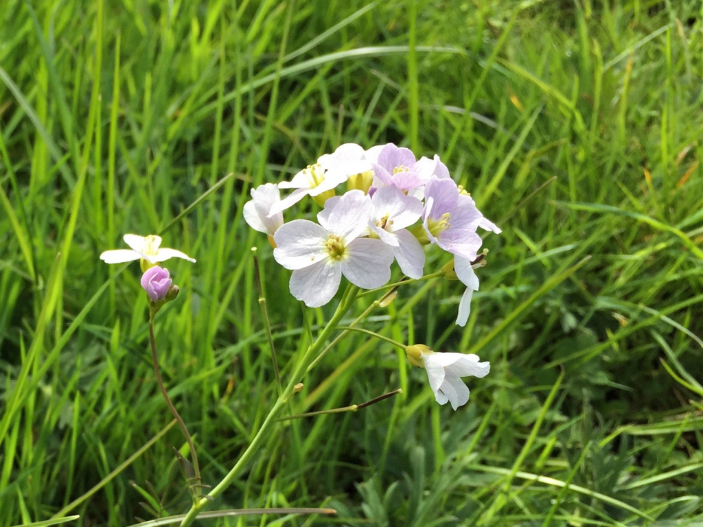Lady’s Smock - Wild Food UK
