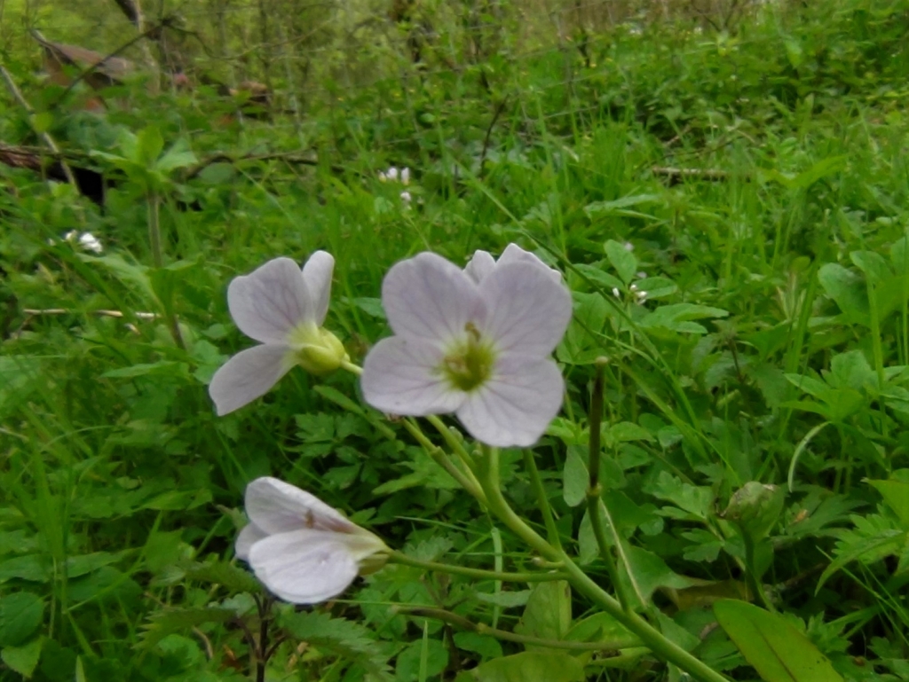 Lady’s Smock - Wild Food UK