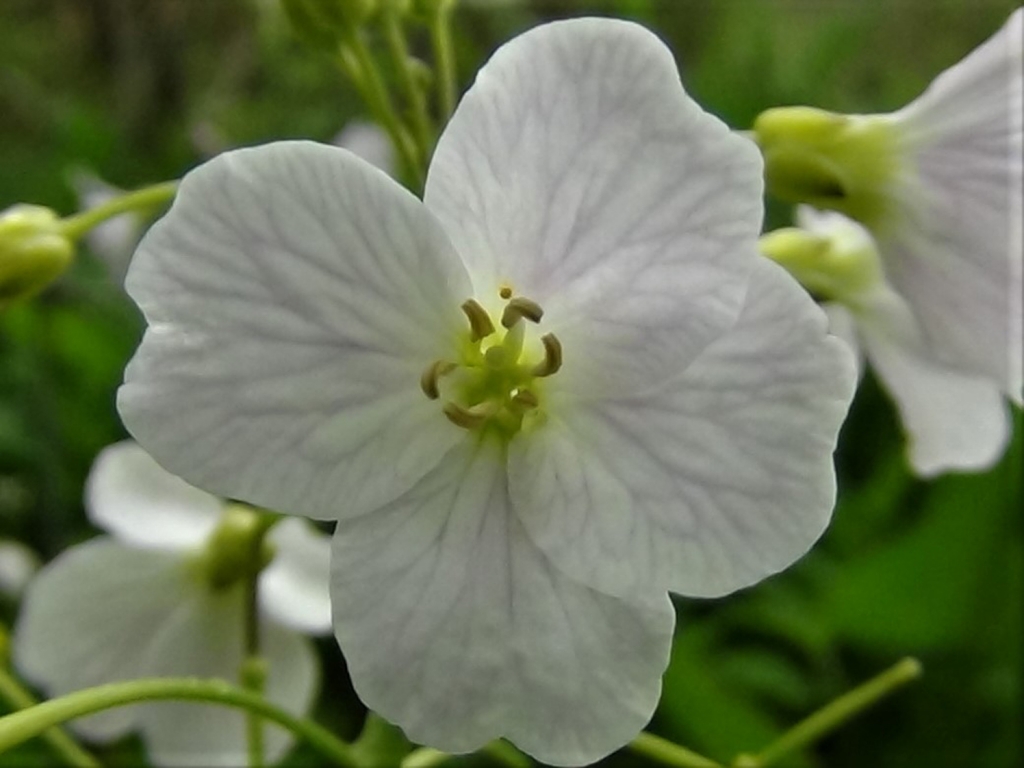 Lady's Smock, Cuckoo Flower, Cardamine pratensis