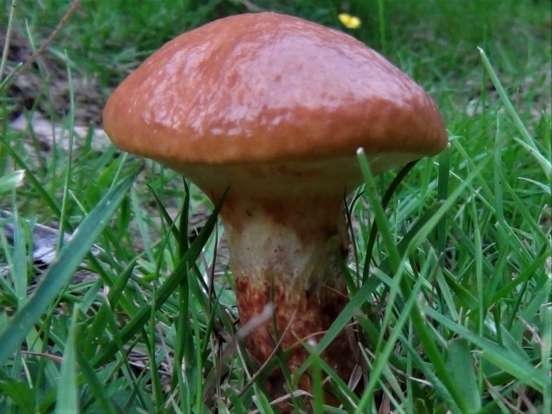 Larch Bolete - Wild Food UK