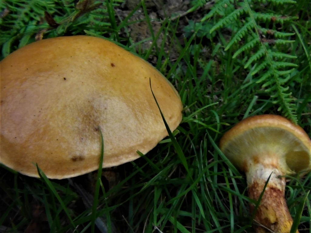 Larch Bolete - Wild Food UK